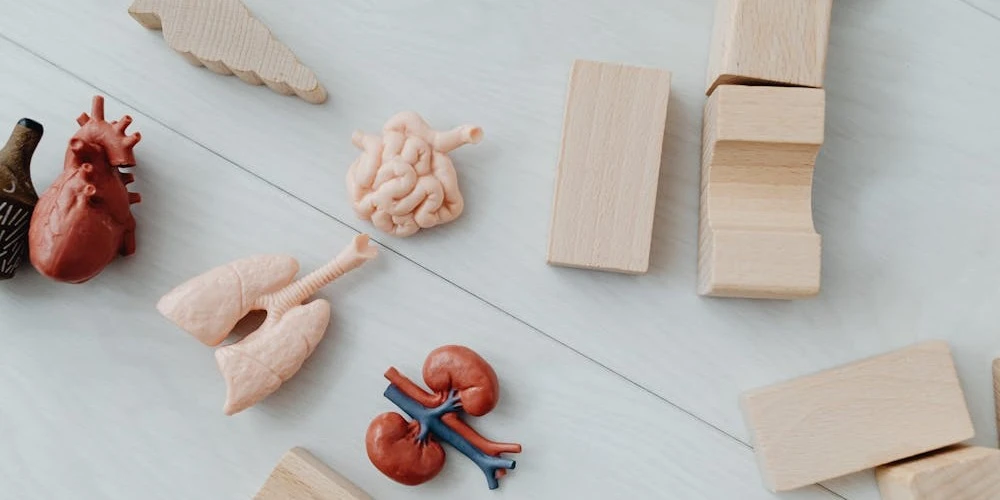 Breakthrough in 3D Bioprinting Advances Functional Human Heart Tissue ...